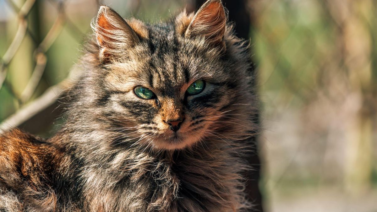 32 facts about ragamuffin cats | PetsRadar
