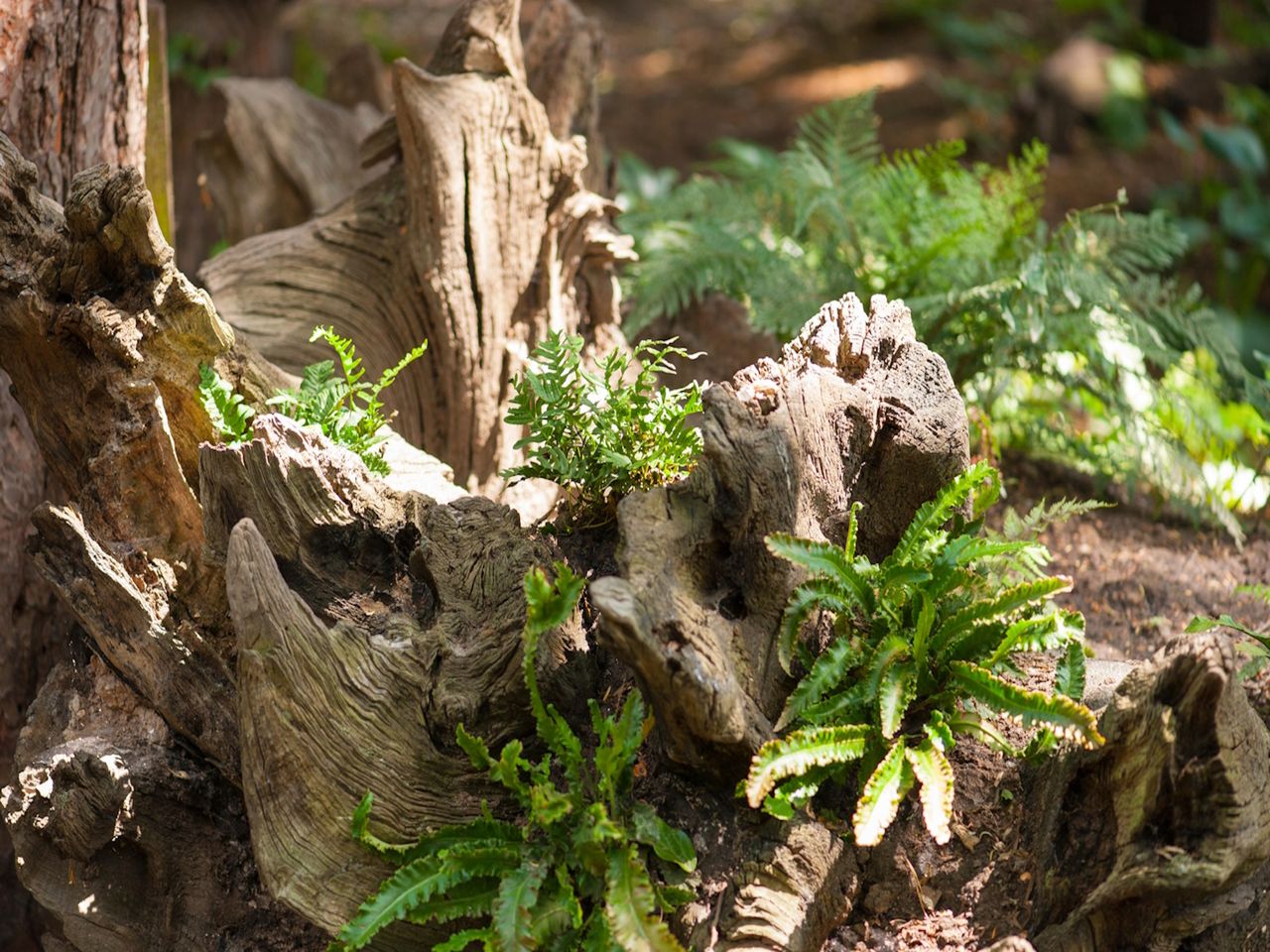 What is a stumpery? - experts explain plus how to create one | Homes ...