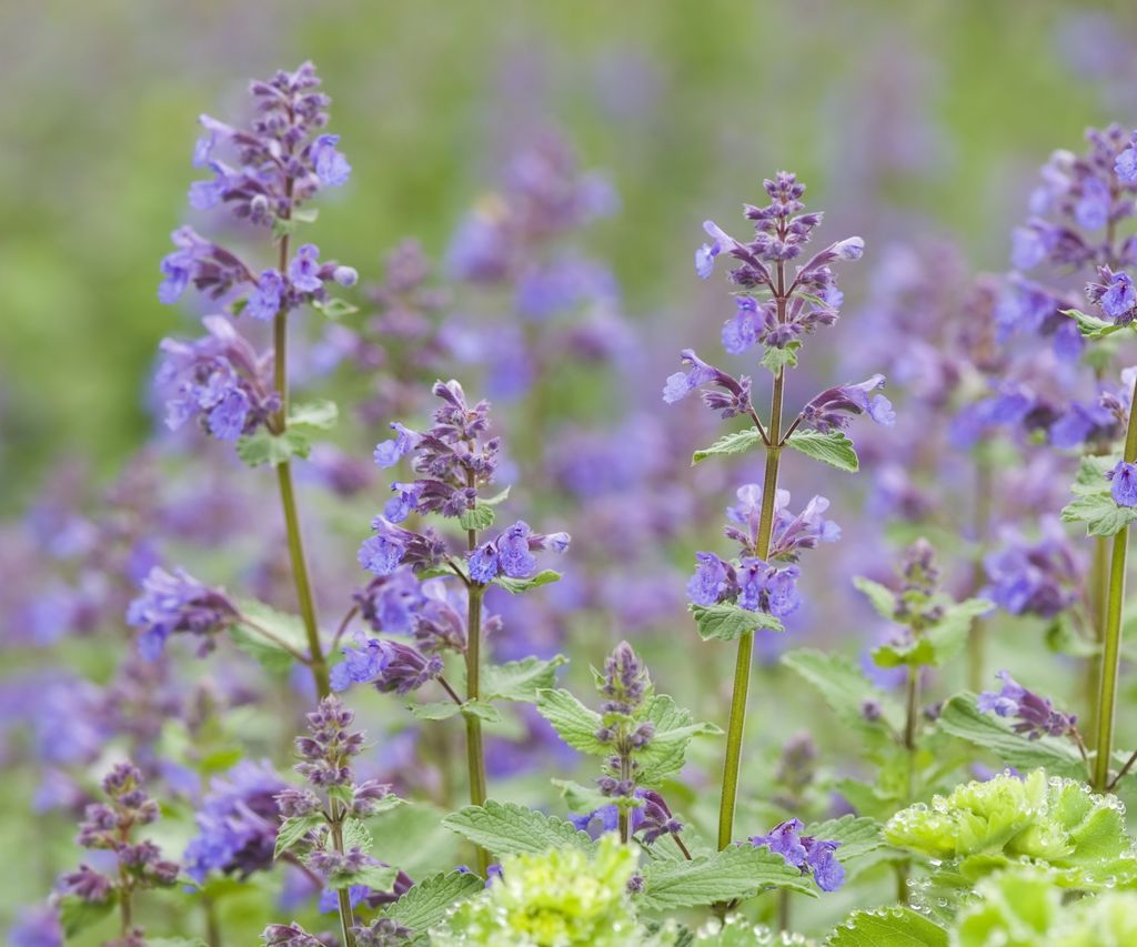 How to grow catmint: for a fragrant, low-maintenance plant | Homes and ...