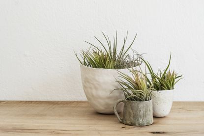 8 Small Indoor Plants that Won't Overwhelm Tiny Spaces — "You Can Add ...