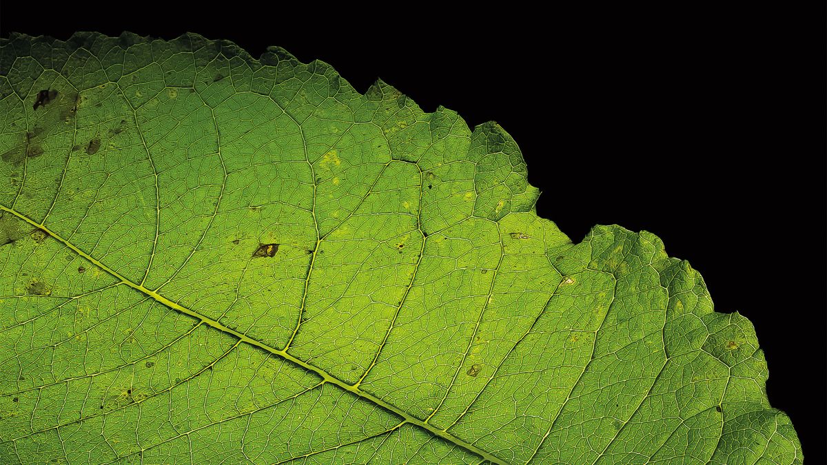 Create botanical photo art with microscopic insights | Digital Camera World