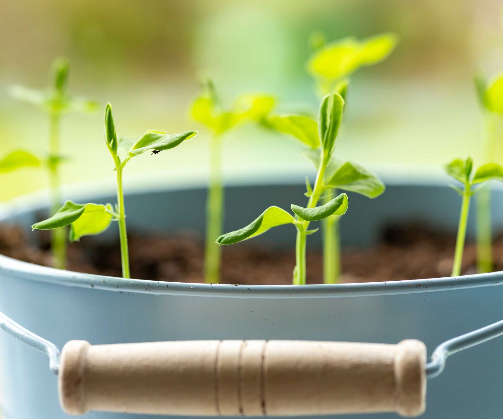 Horticultural Oil: What It Is Used For In The Yard | Homes and Gardens