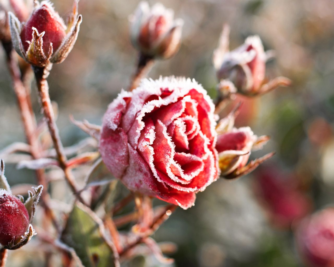 What Is Your First Frost Date? Know When to Prep For Winter | Gardening ...