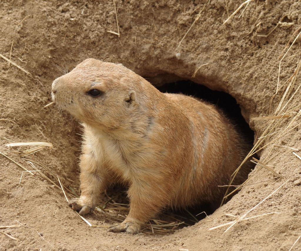 How to get rid of groundhogs under your shed | Homes and Gardens