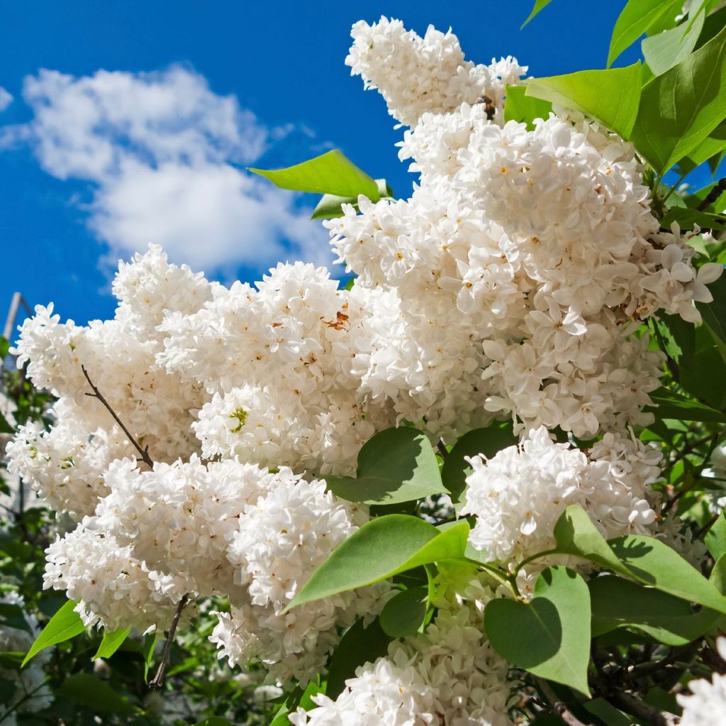 Lilac Plant Types - Learn About Different Varieties Of Lilac ...