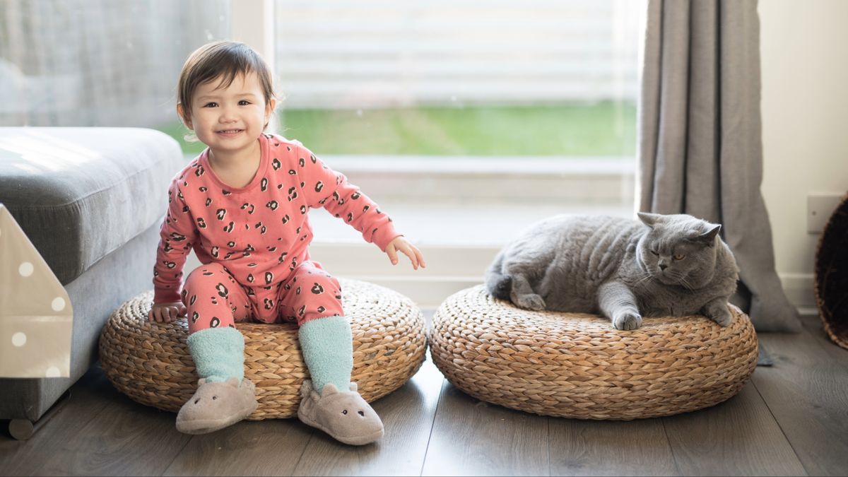 32 fun facts about British shorthair cats | PetsRadar