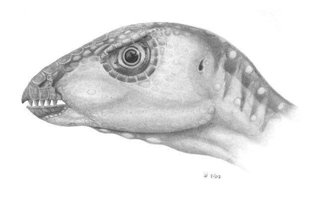 Dinosaurs Dug Deep, Possibly to Survive Catastrophe | Live Science