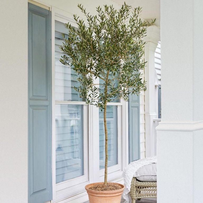 Fruit Trees in Pots — 10 Picks That Thrive in Containers | Livingetc