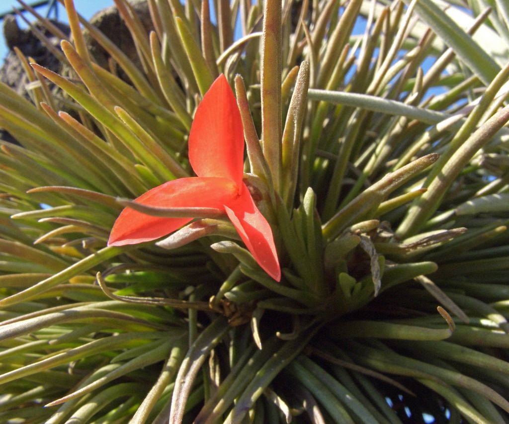 Types of air plants: 8 varieties and how to care for them | Homes and ...