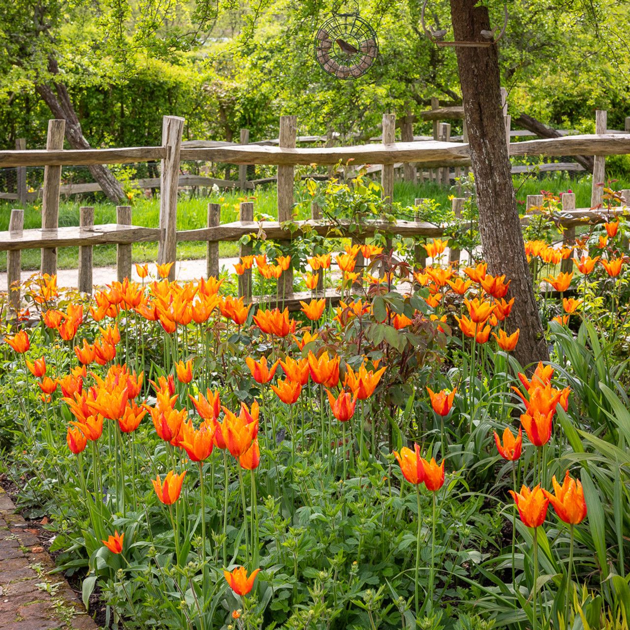 When to plant tulip bulbs for bright spring blooms | Ideal Home