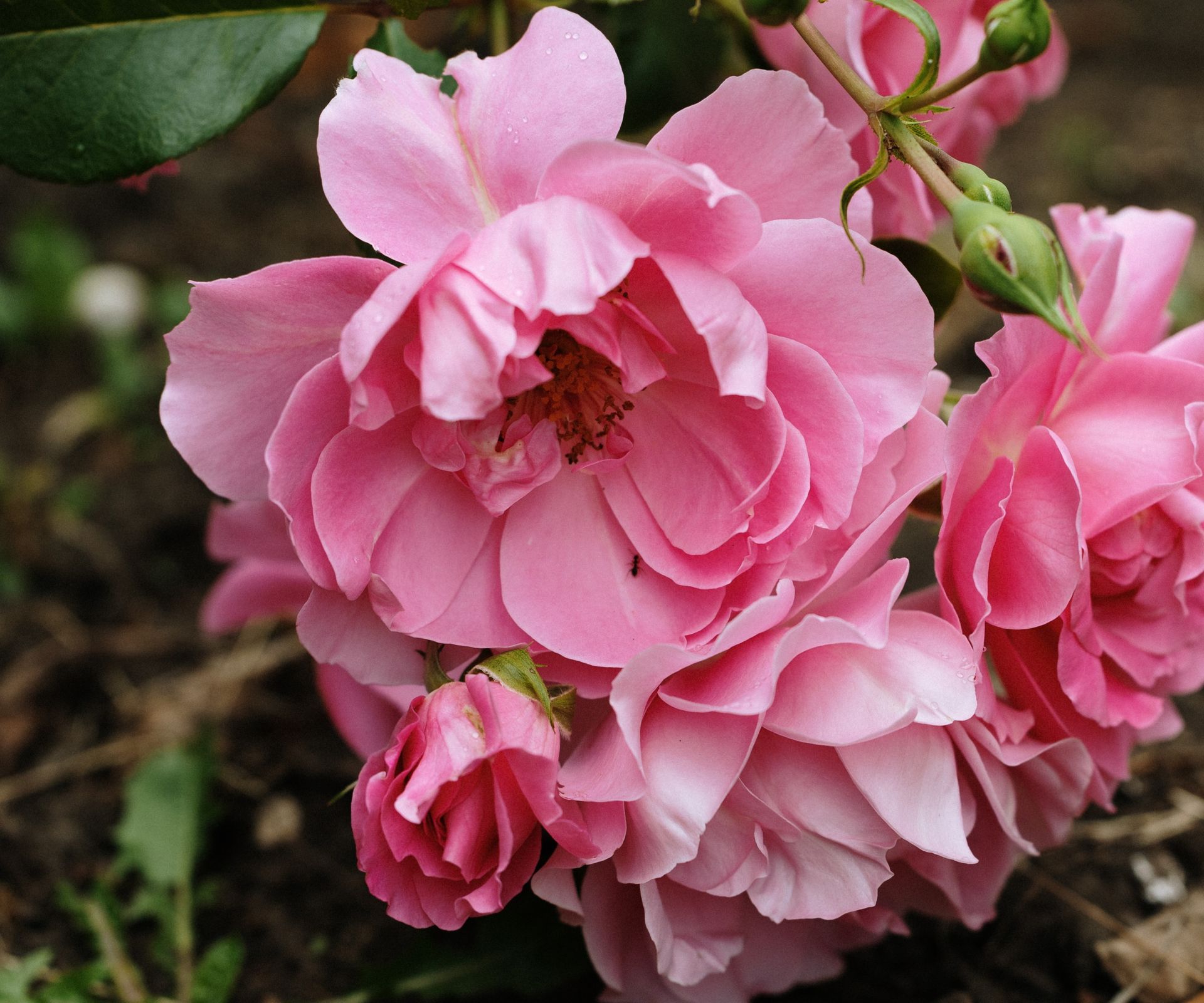 How and when to move a rose: step by step expert advice | Homes and Gardens
