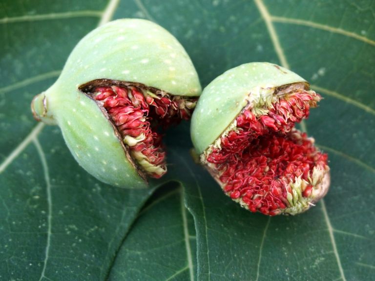 Figs Won't Get Ripe: Why Figs Stop Ripening On The Tree | Gardening ...