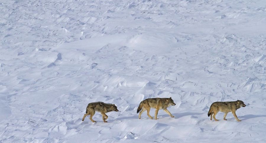 Only 3 Wolves Are Left at Isle Royale National Park | Live Science