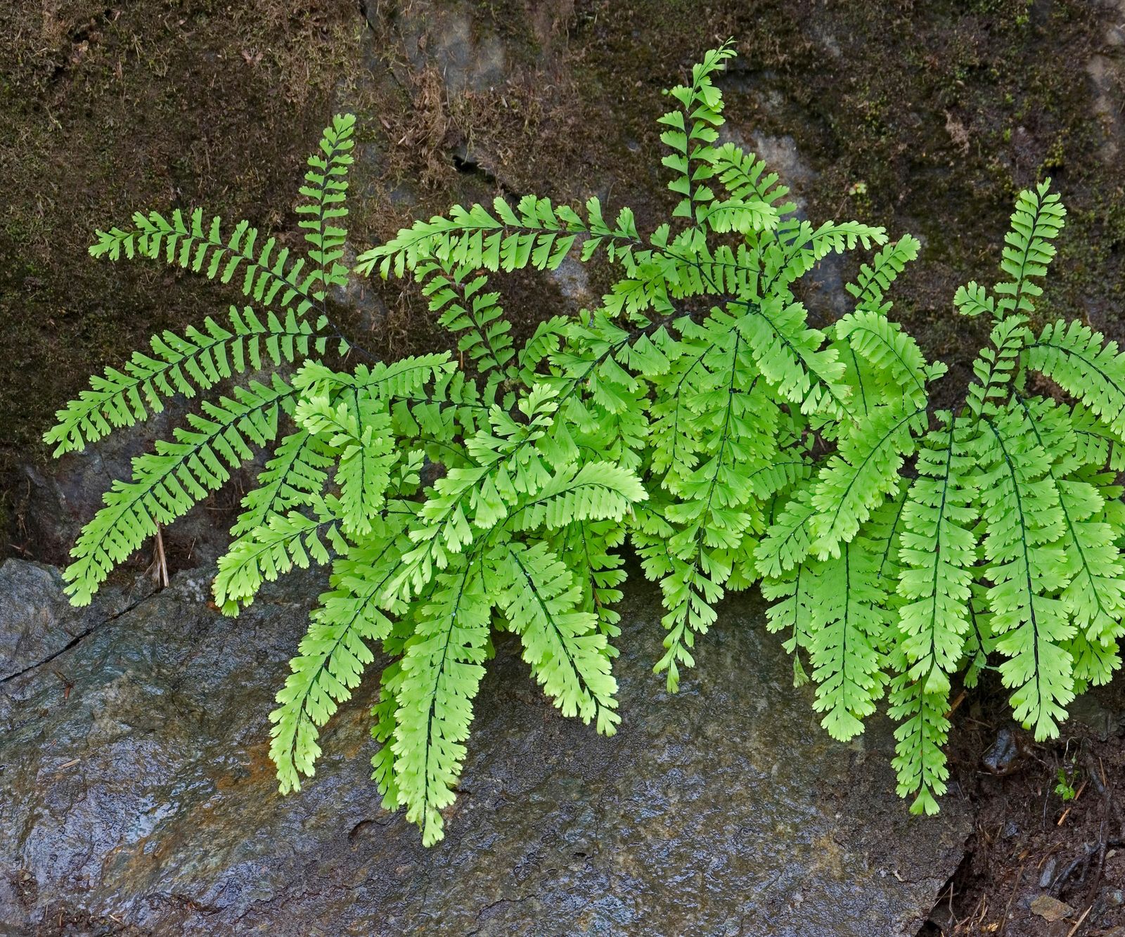 Best ferns for shade: 8 fascinating fronds to grow | Homes and Gardens