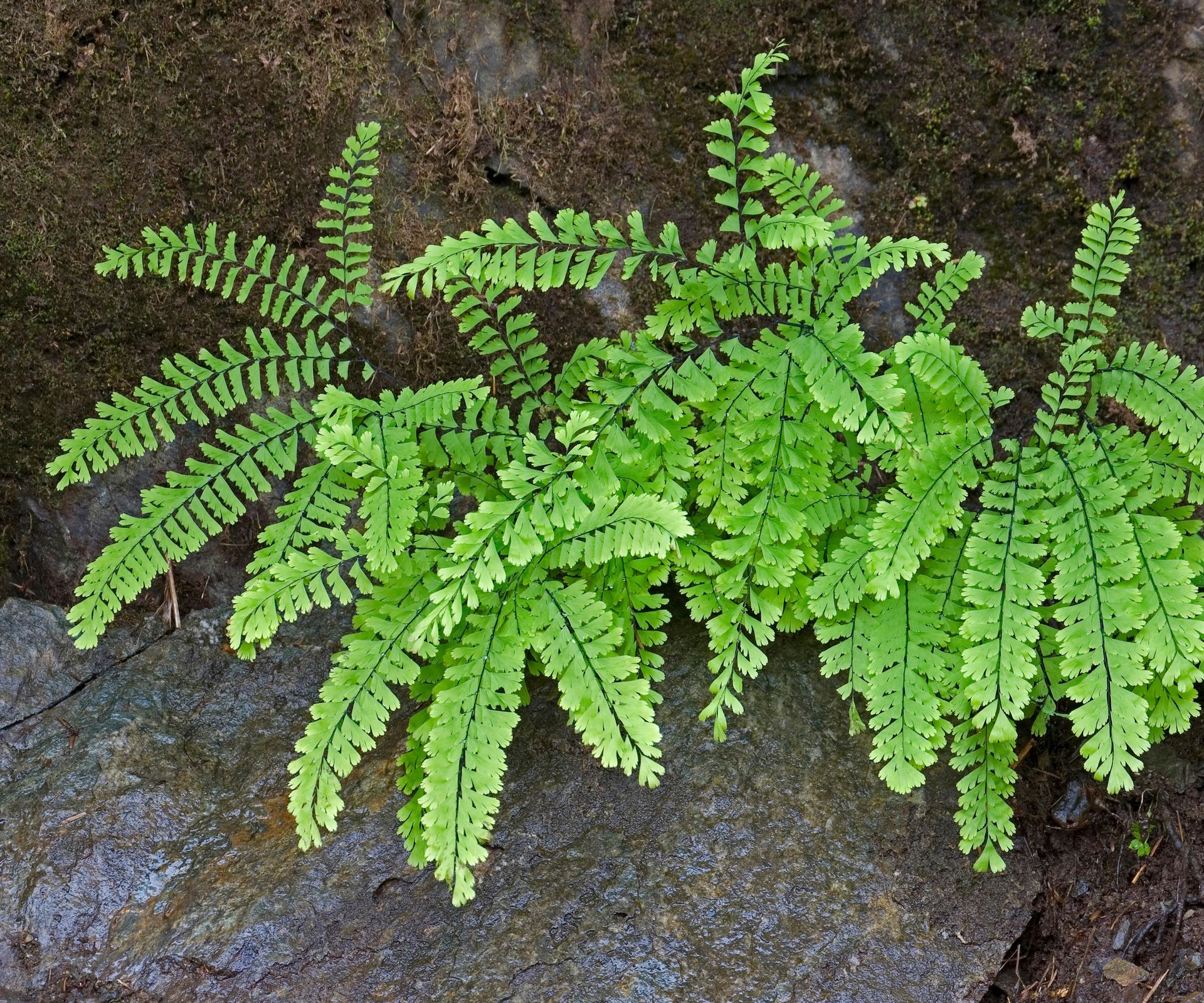 Best ferns for shade: 8 fascinating fronds to grow | Homes and Gardens