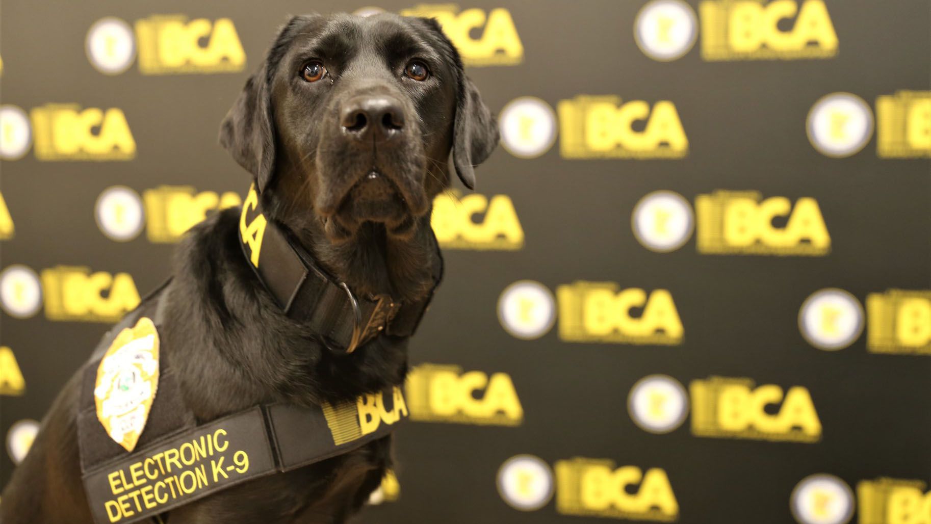Meet Sota, the sniffer dog trained to find hidden electronic evidence ...