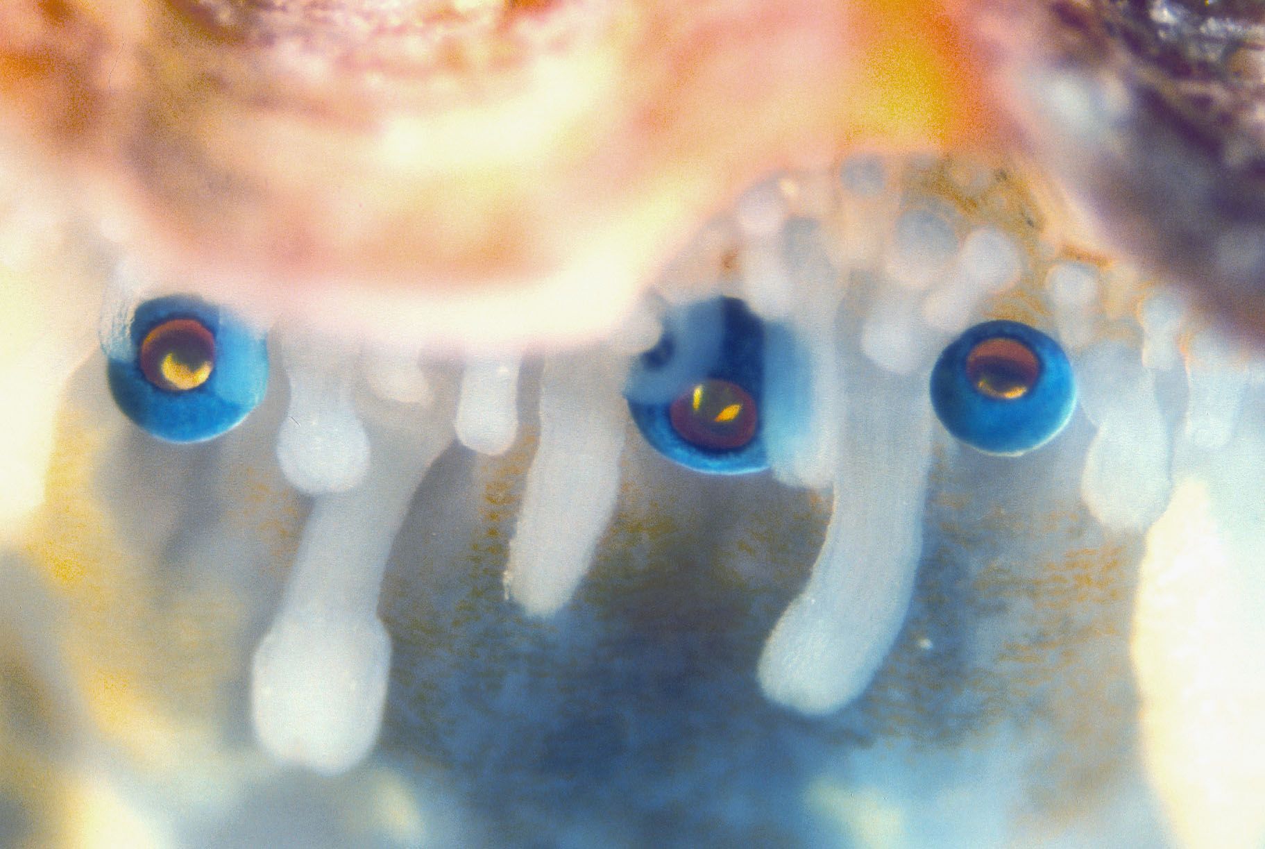 The Freaky Secret Hiding Inside a Scallop's 200 Glittering Eyes | Live ...