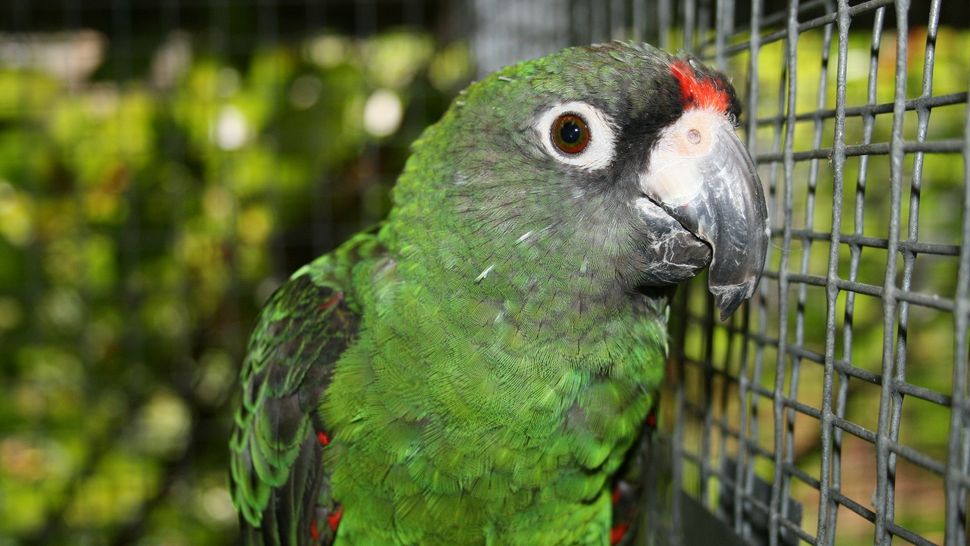 11 types of pet parrot | PetsRadar