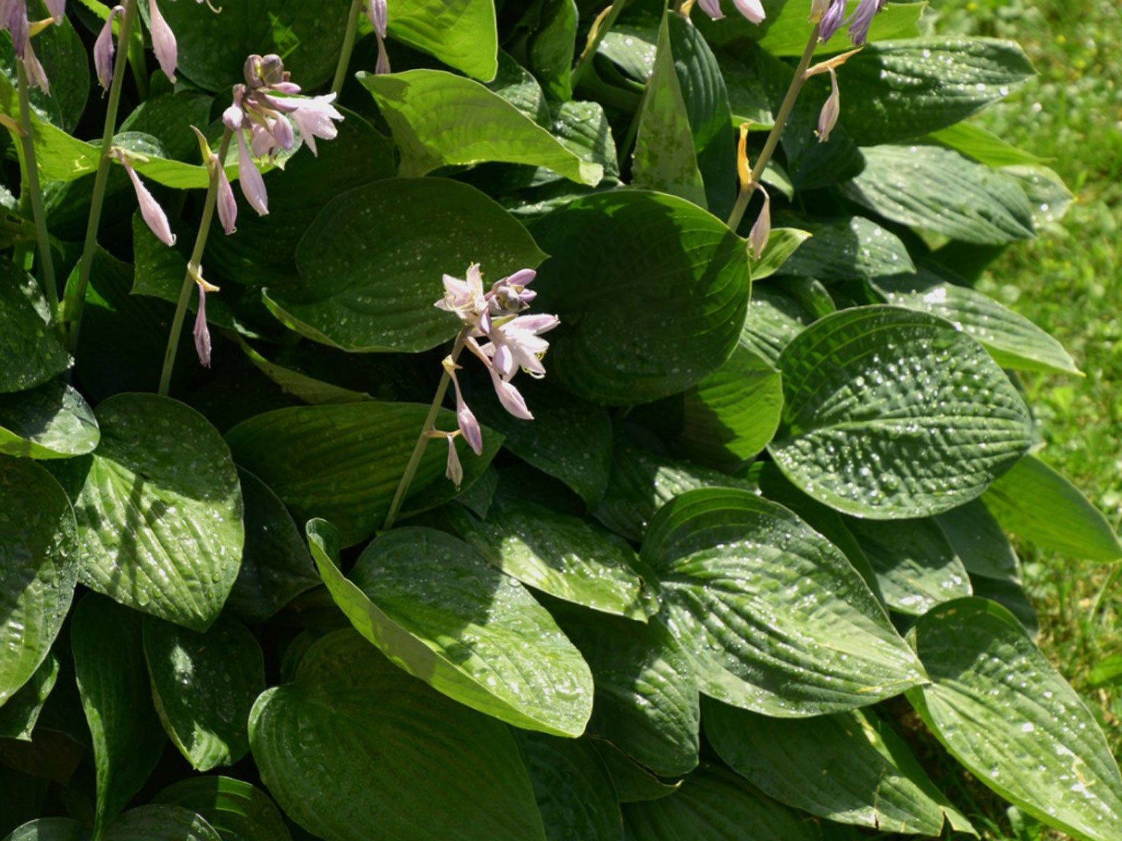 Shade Plants In The Sun – How Much Sun Can Shade Plants Tolerate ...