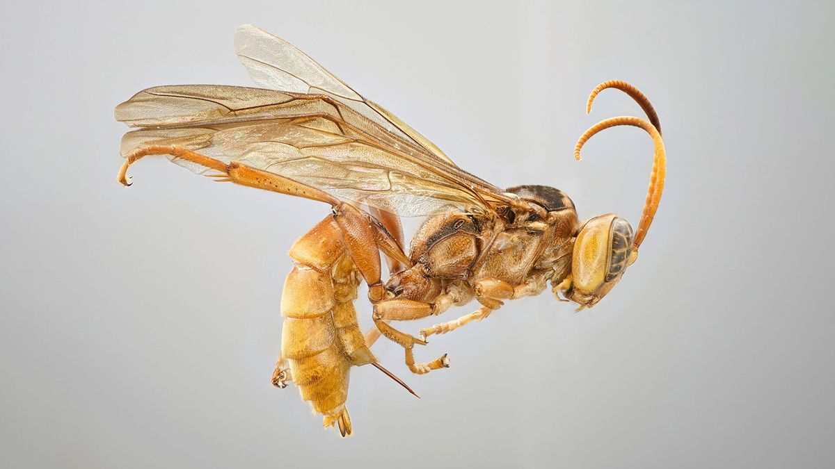 Horrifying parasitic wasp with a giant head is one of more than 100 ...