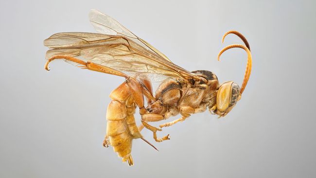 Horrifying parasitic wasp with a giant head is one of more than 100 ...