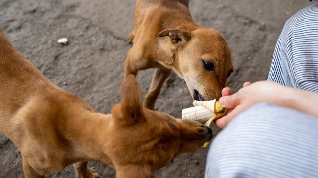 What human food can dogs eat? How to safely give your dog a little ...
