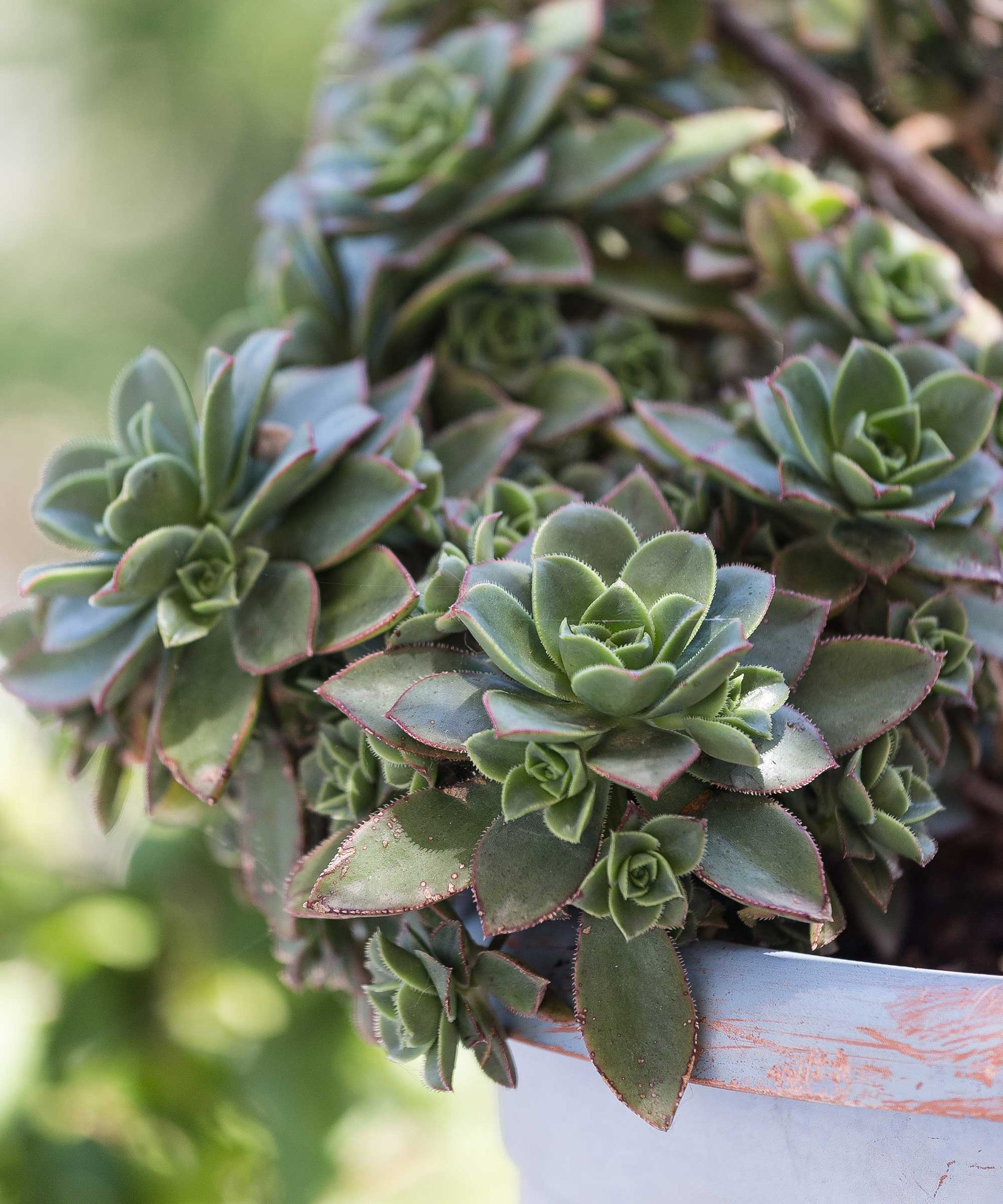 How to revive a succulent in 6 easy steps | Homes and Gardens