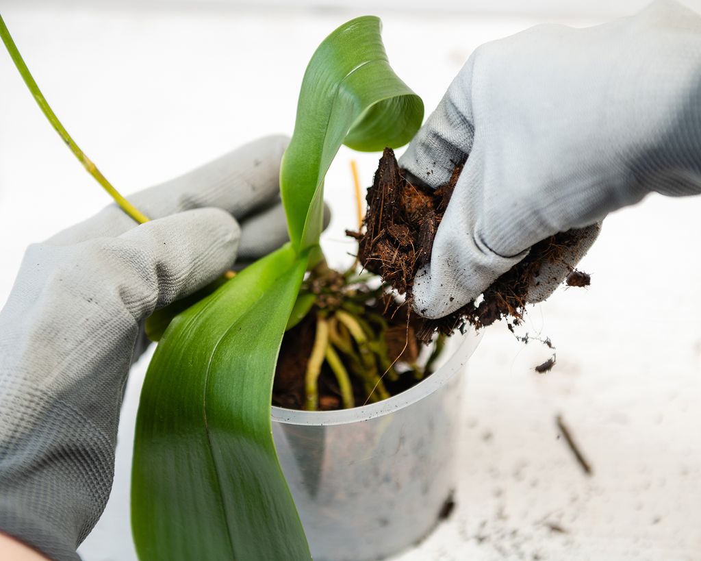 How To Treat Orchid Root Rot – And Prevent Future Infections ...