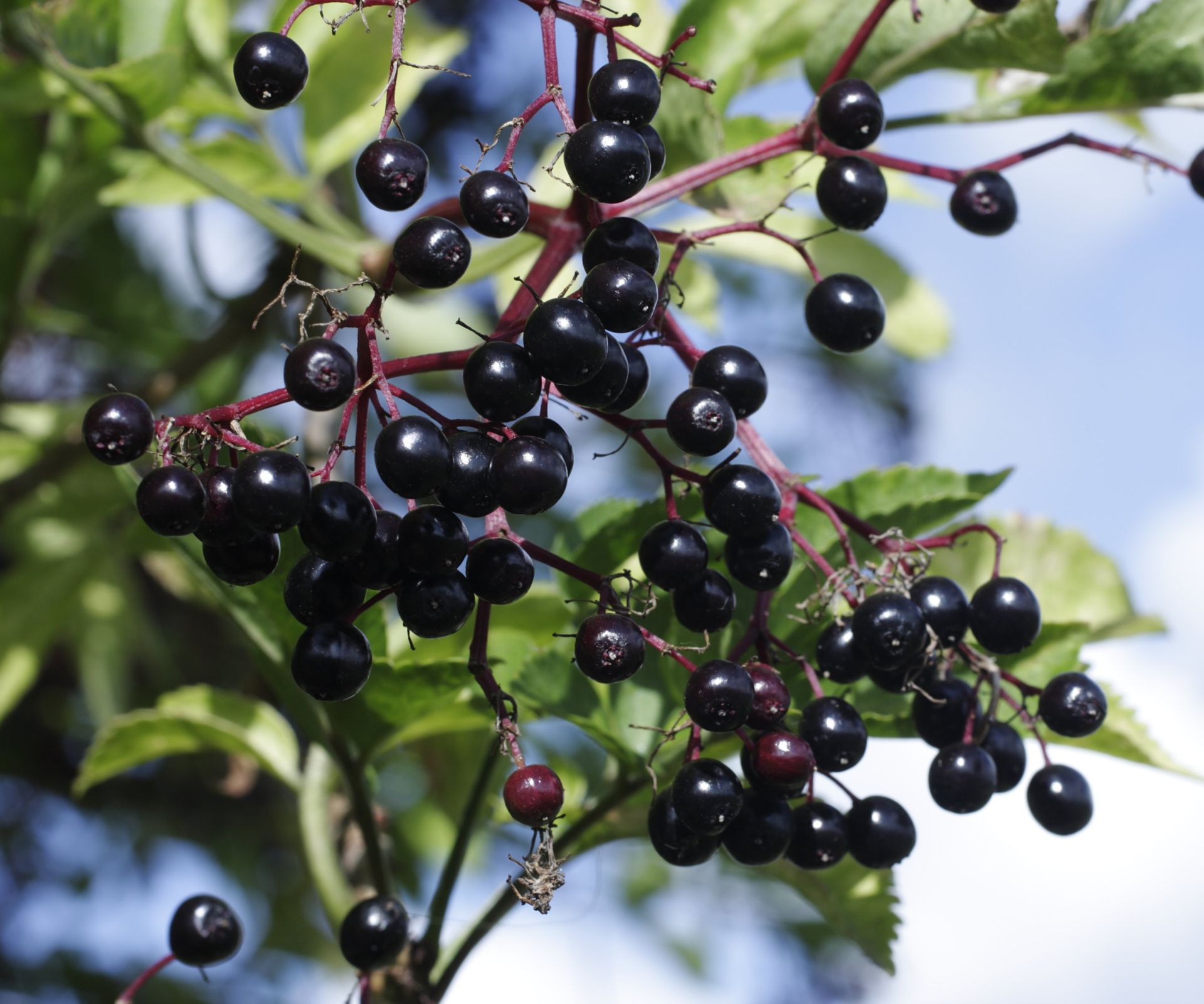 A guide to how and when to prune elderberry bushes | Homes and Gardens