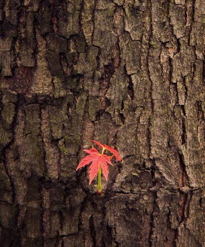 Silver maple care and growing guide: expert advice | Gardeningetc
