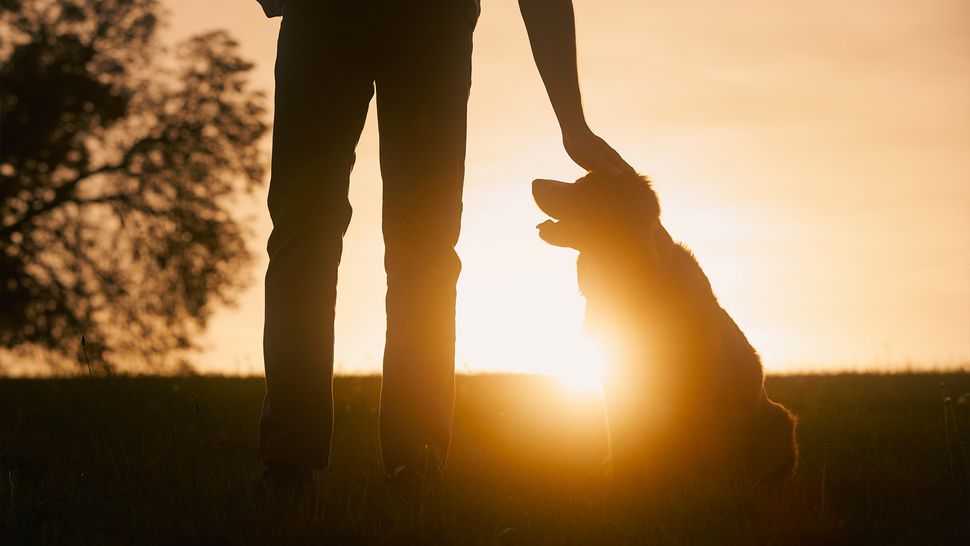 20 most loyal dog breeds revealed | PetsRadar