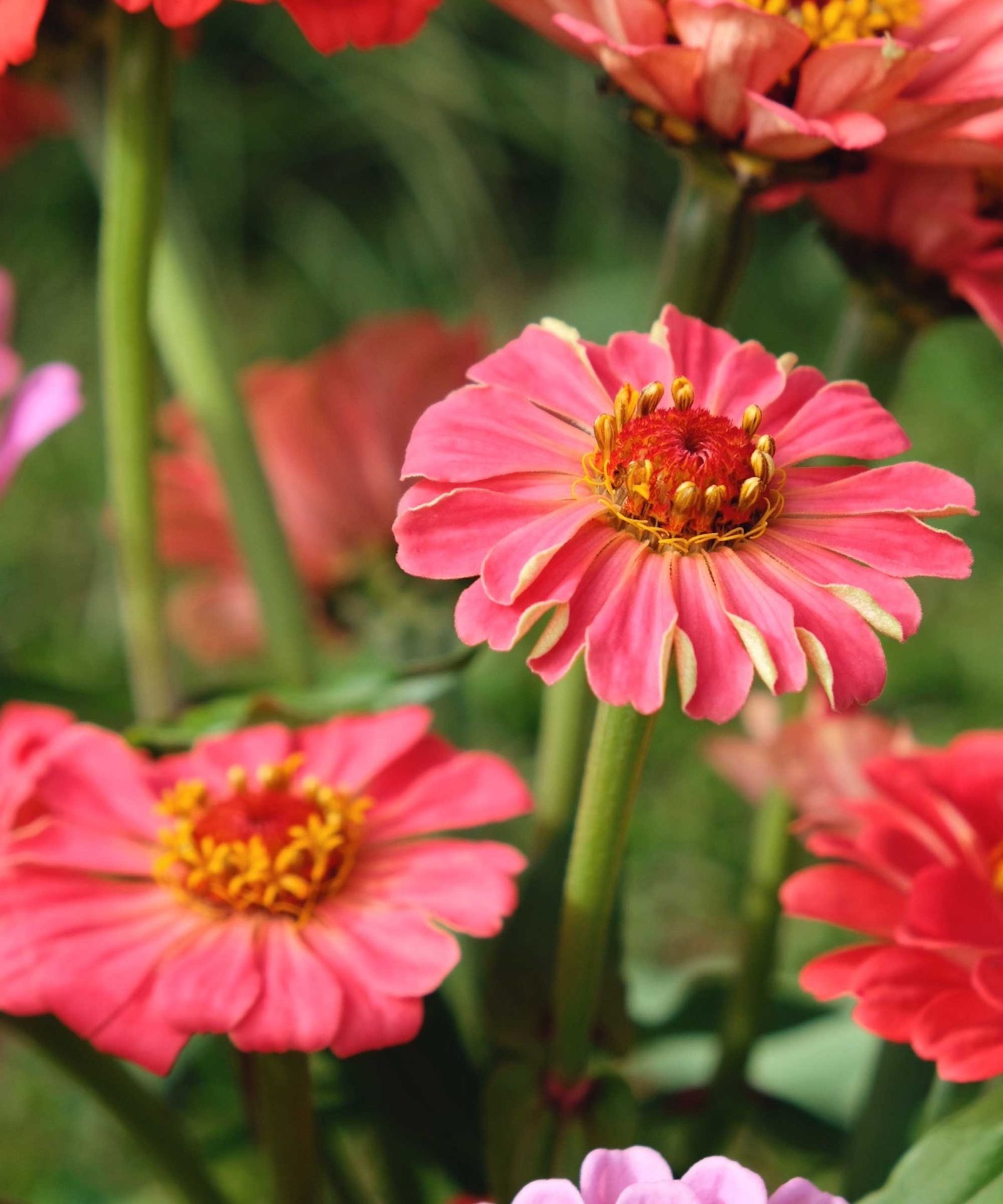 5 best fast-growing flowers to grow from seed | Homes and Gardens