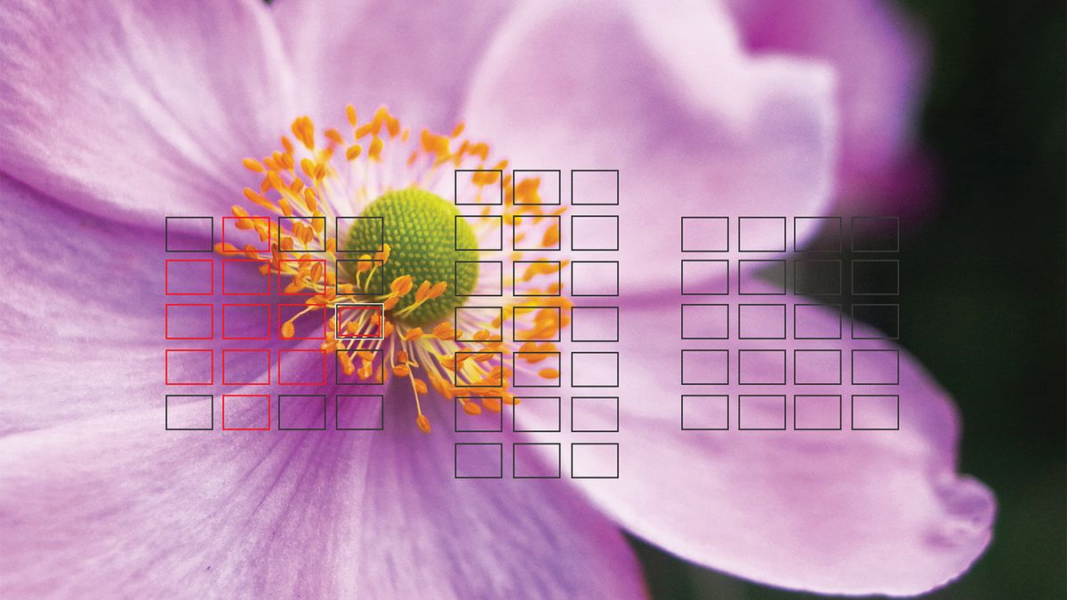 10 essential steps to better macro images | Digital Camera World