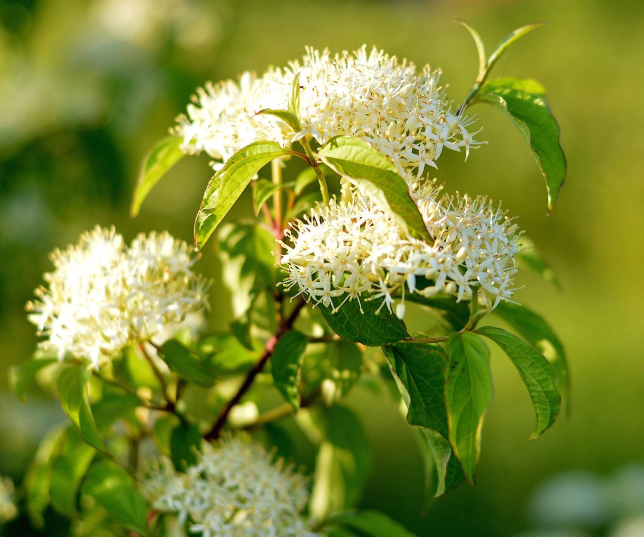 Best native dogwood trees: ideas and inspo on 4 top species | Homes and ...