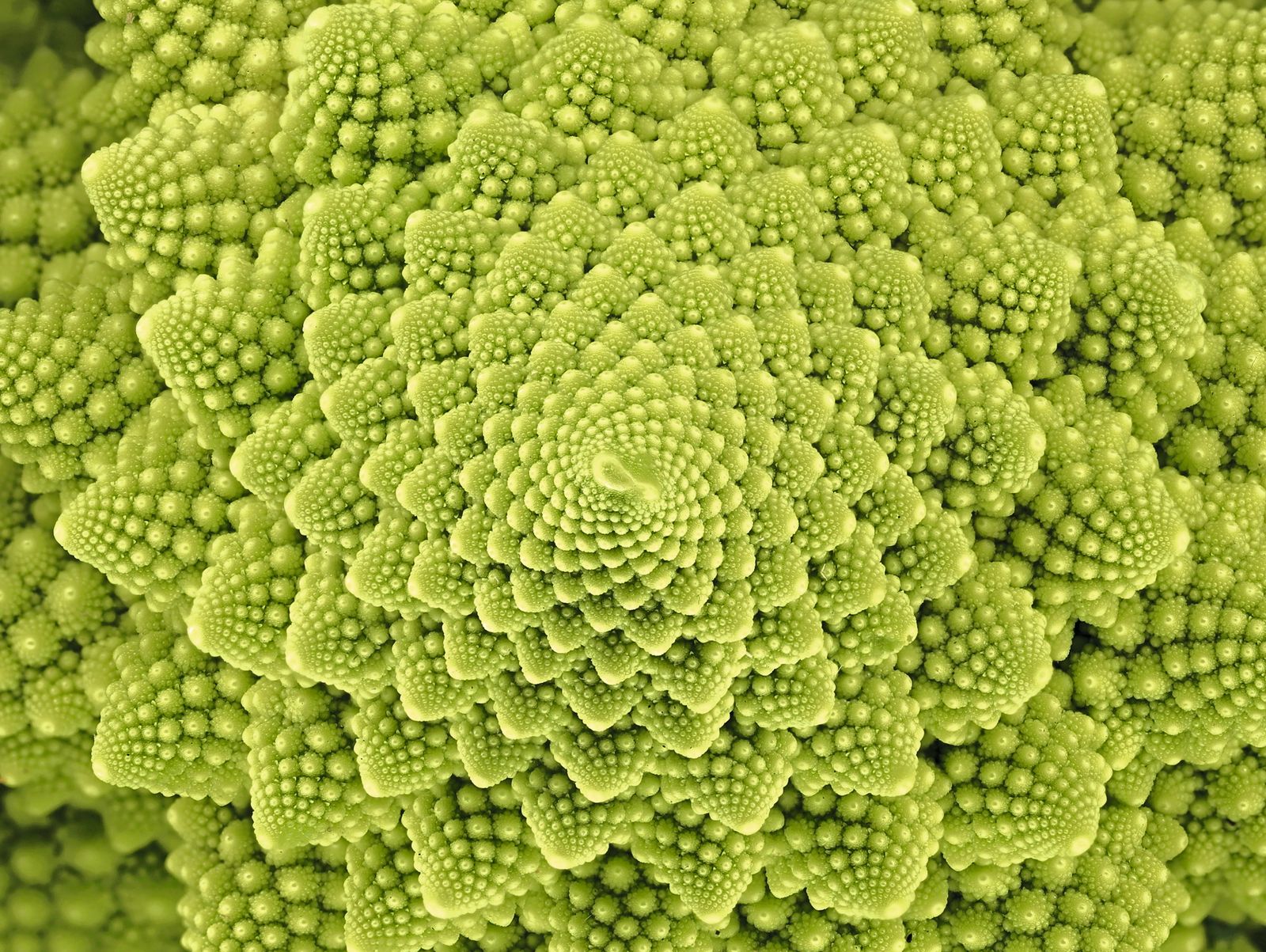 'Fractals are everywhere, even within the human body: our nervous ...