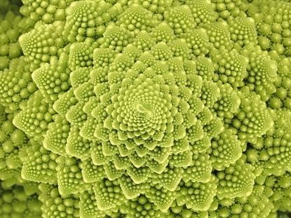 'Fractals are everywhere, even within the human body: our nervous ...