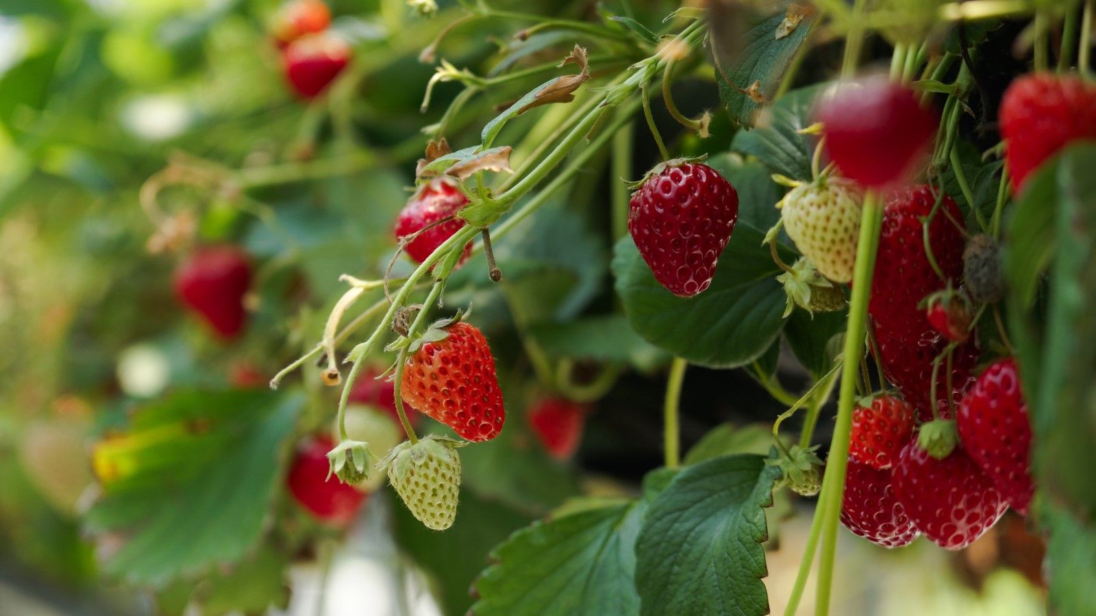 Strawberry diseases: expert tips for common issues