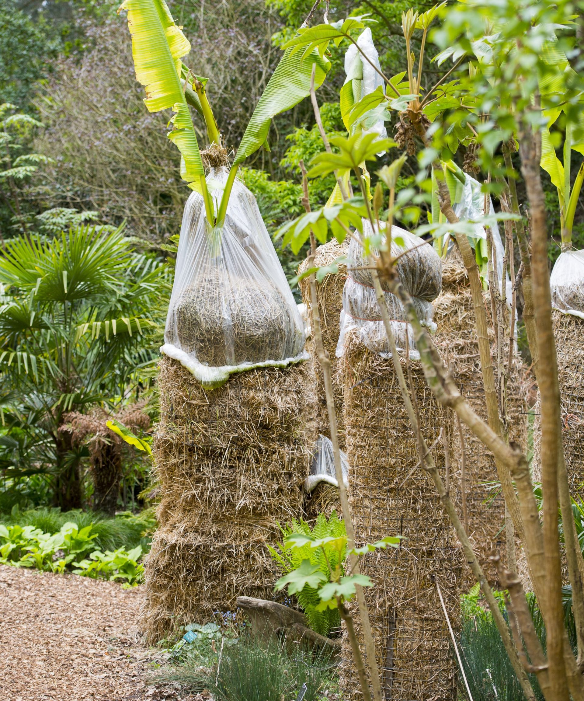 Expert tips for how to grow cold hardy banana trees | Homes and Gardens