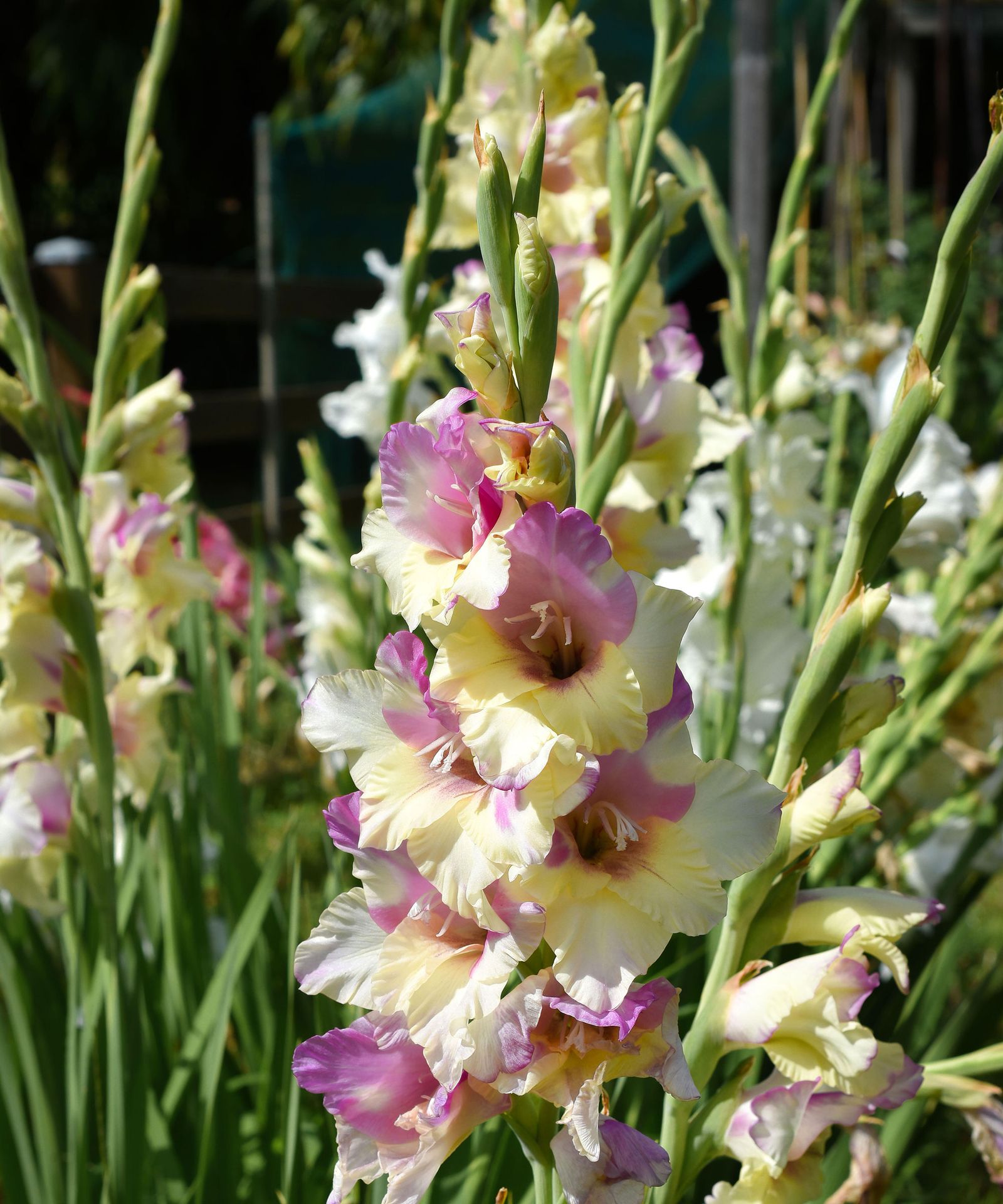 Types of gladioli: 12 varieties for color and flamboyance | Homes and ...