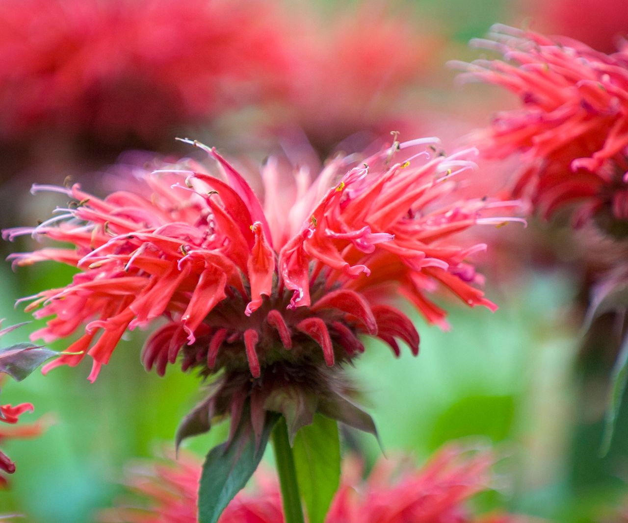 How to plant a prairie garden: expert tips to get the look | Homes and ...