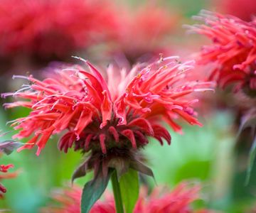 How to plant a prairie garden: expert tips to get the look | Homes and ...