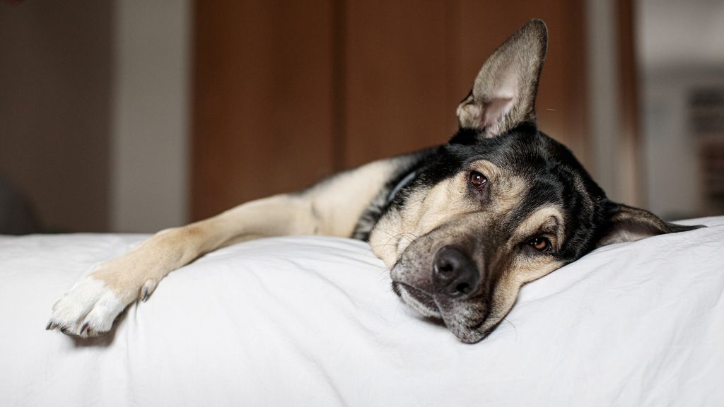 32 of the most common illnesses dogs get | PetsRadar
