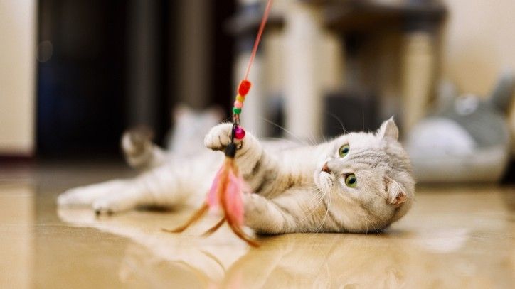 Best interactive cat toys 2025 to mentally stimulate your kitty | PetsRadar