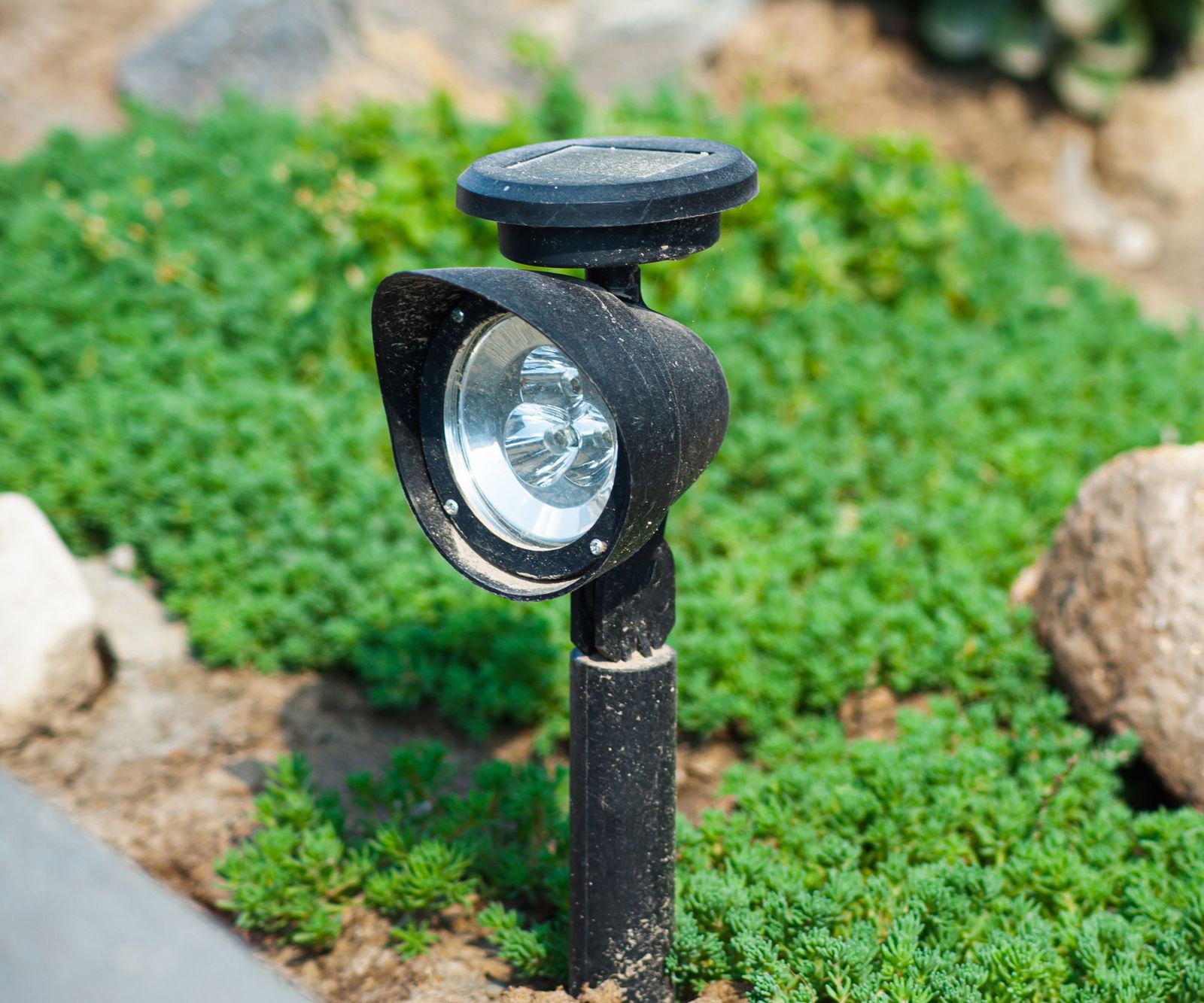 How to uplight a tree – expert methods | Homes and Gardens