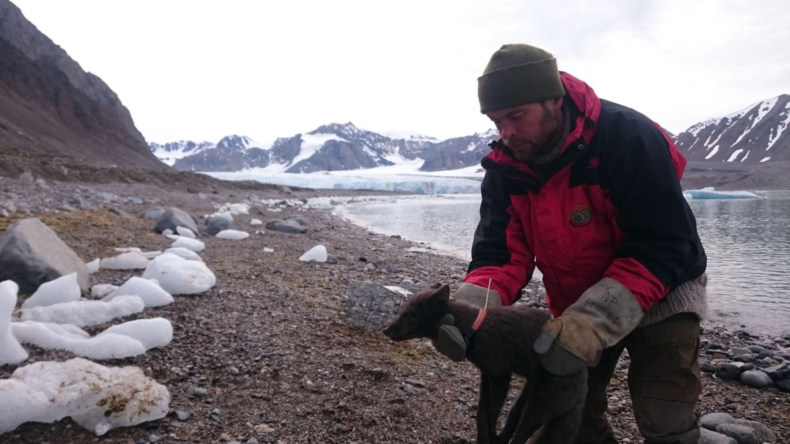 Here's How Scientists Tracked That Arctic Fox's Epic Journey | Space
