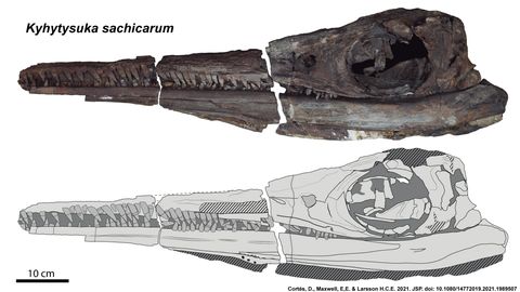 This 130 million-year-old ichthyosaur was a 'hypercarnivore' with knife ...
