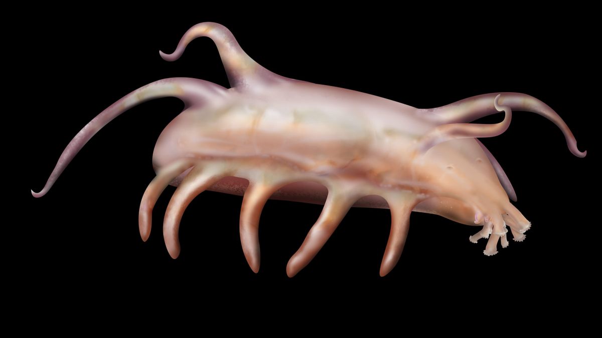 32 truly bizarre deep-sea creatures | Live Science