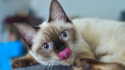 32 high energy cat breeds that will want to play with you | PetsRadar