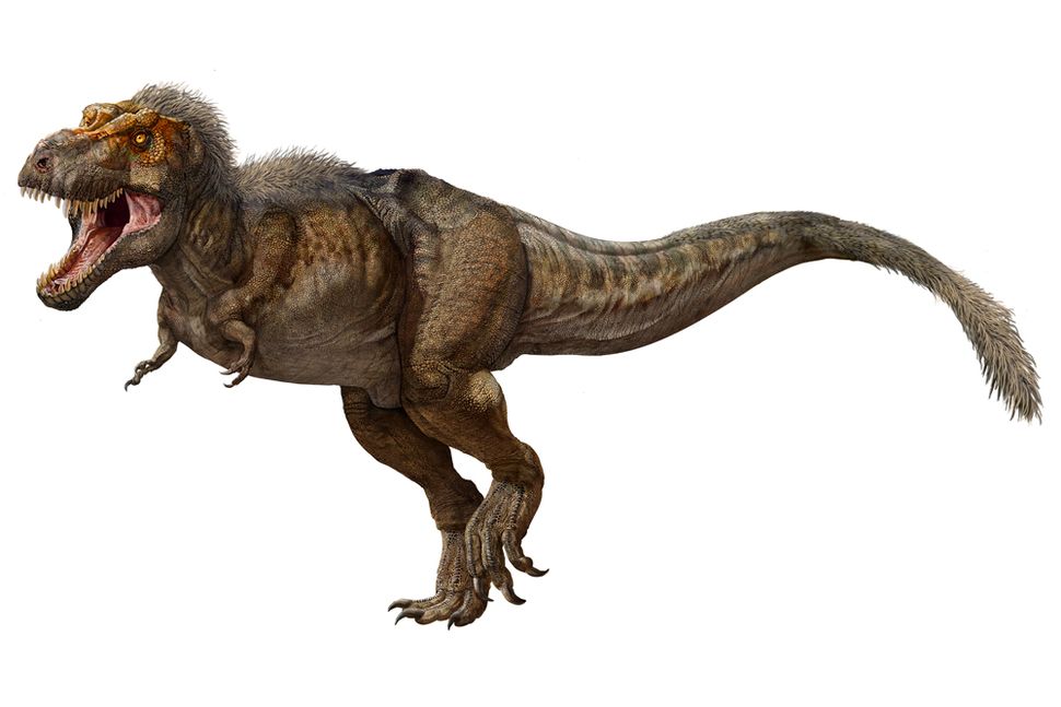 In Images: A New Look at T. Rex and Its Relatives | Live Science