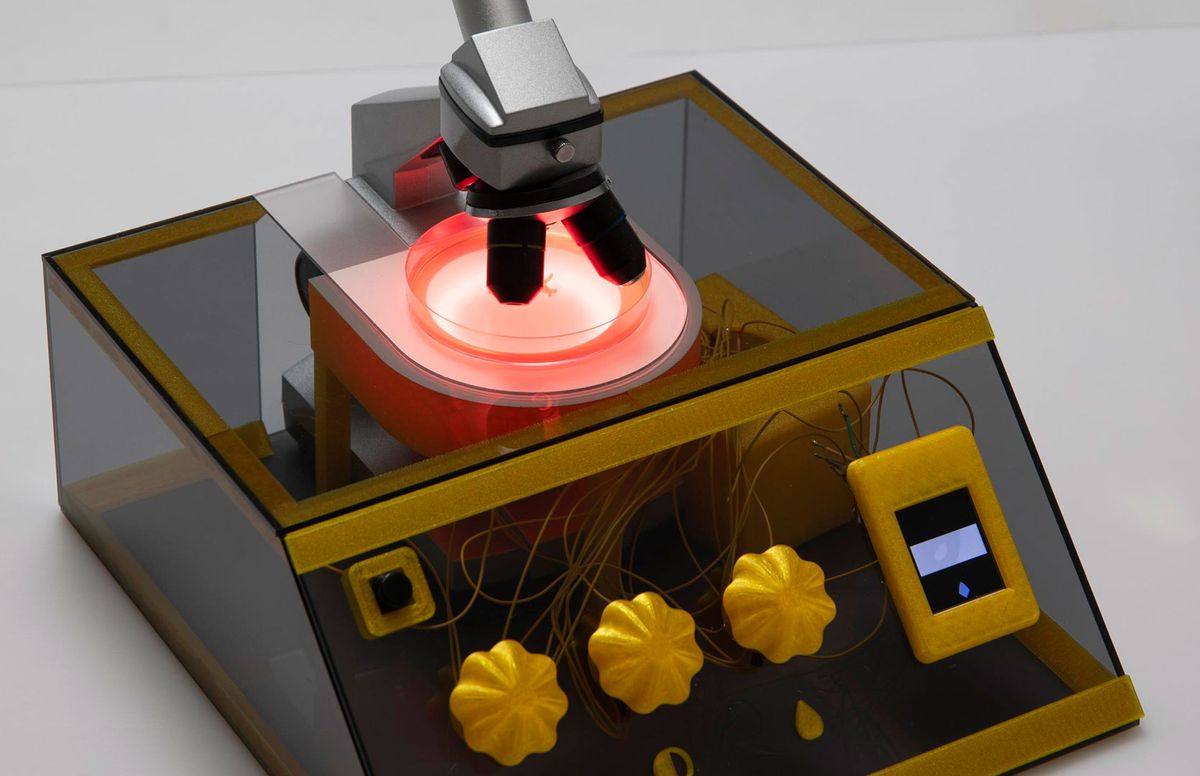 SlimeMoldCrypt relies on gloopy living organism’s ever-changing network ...